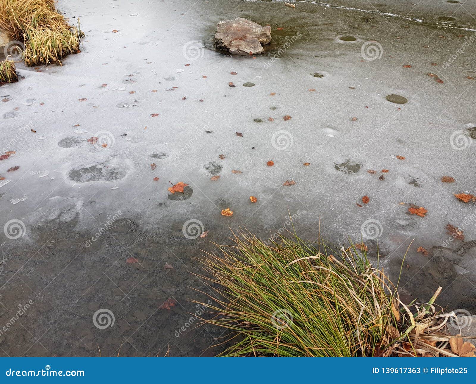 Frozen pond stock image. Image of crumbly, dissemination - 139617363