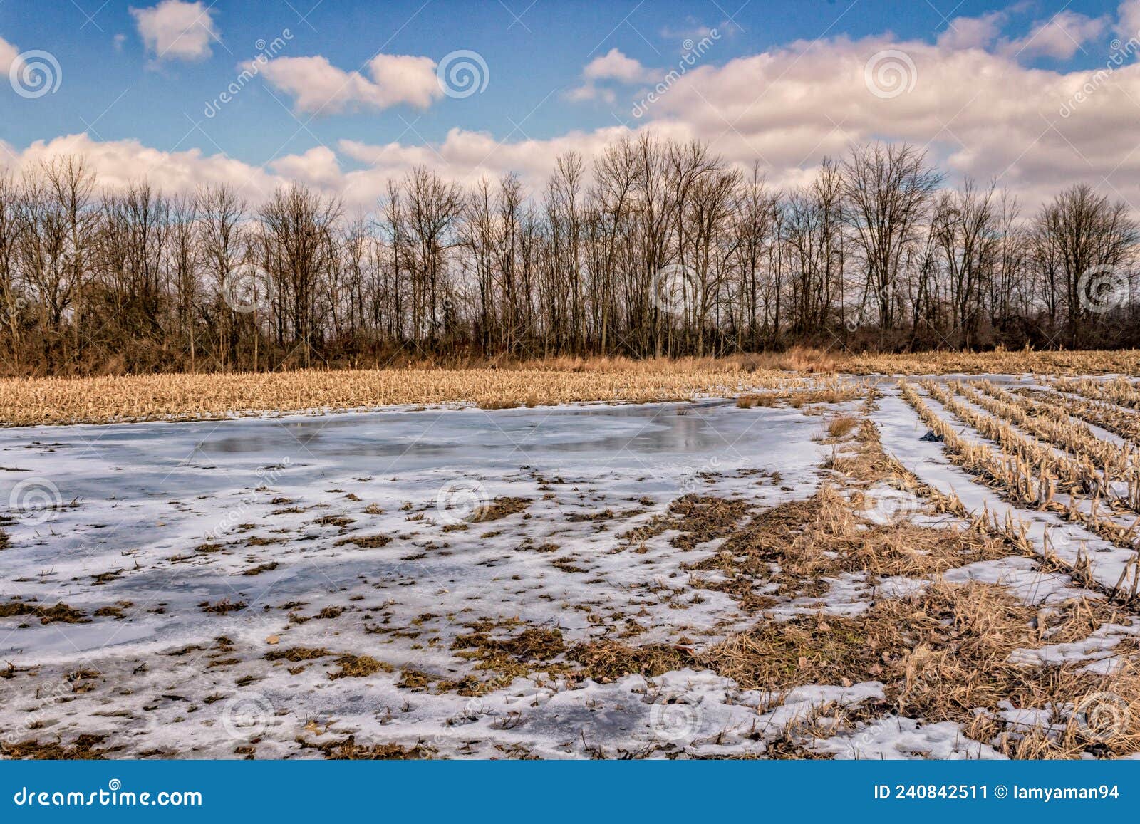 Frozen Pool of Water in the Middle of a Corn Field Stock Image - Image ...