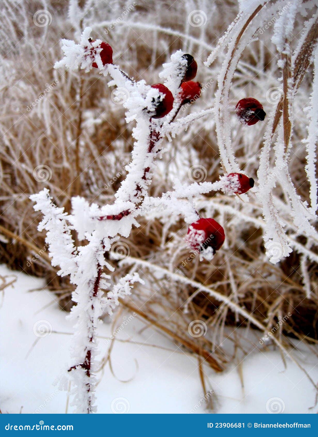 Frozen Prairie Berries stock image. Image of prairie - 23906681