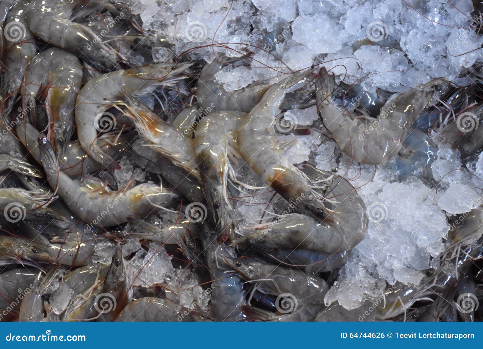 Frozen prawns editorial photo. Image of prawn, rawfood - 64744626