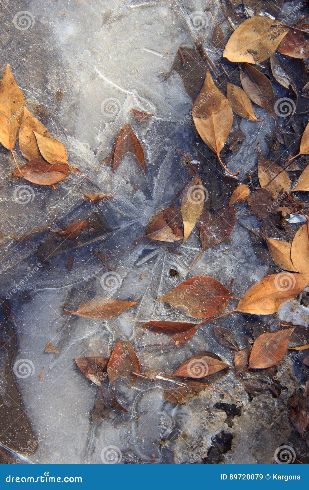 A Frozen Puddle with Dried Orange Fallen Leaves Partially Covered in ...