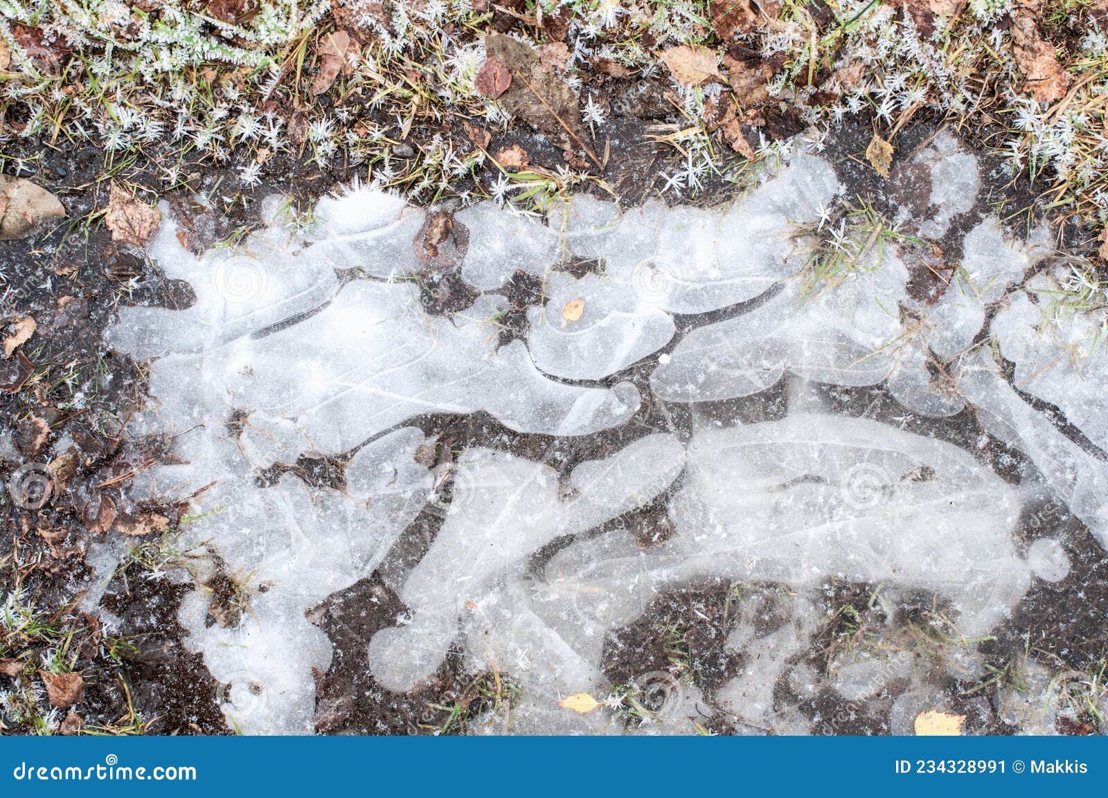 Frozen Puddle with Grass and Leaves Inside Stock Image - Image of blue ...