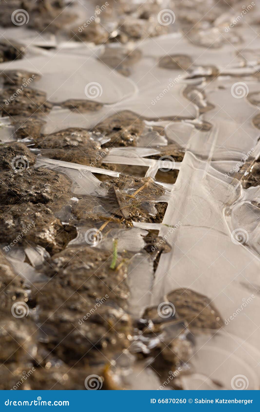 Frozen puddle stock photo. Image of frost, spring, closeup - 66870260