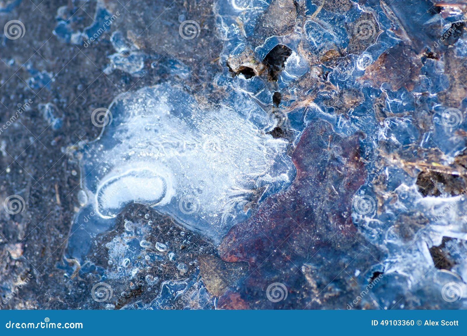 Frozen puddle with leaves stock photo. Image of frozen - 49103360