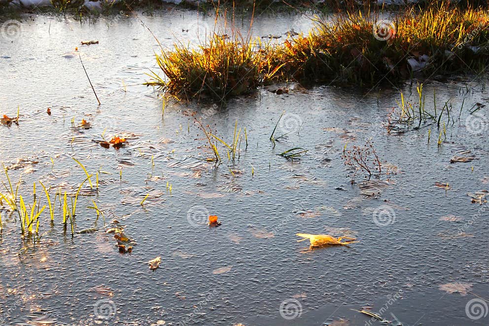 Frozen puddle stock photo. Image of yellow, frozen, maroon - 83107342