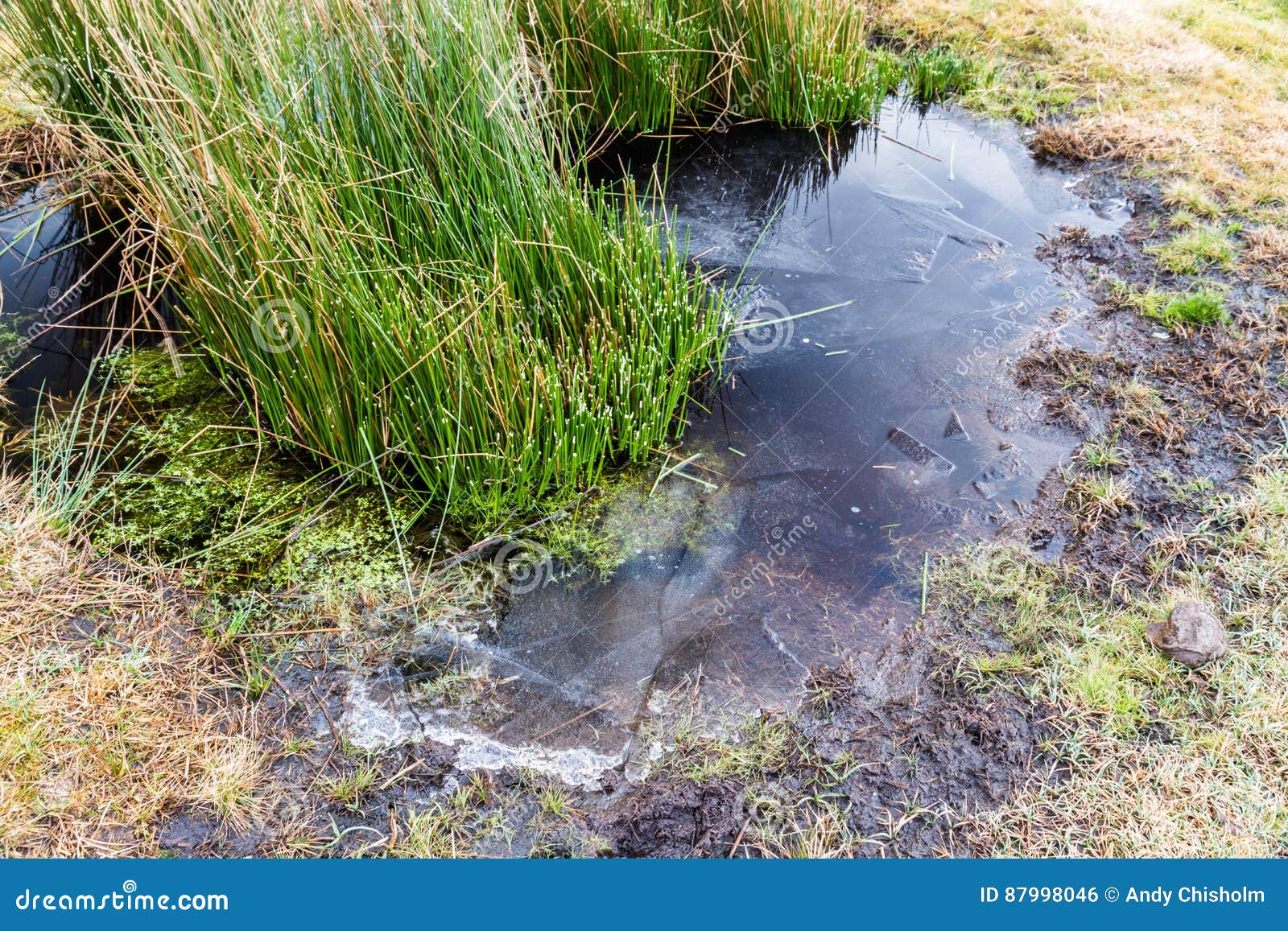 Frozen Puddle with Soft Rush Growing Stock Photo - Image of clump ...