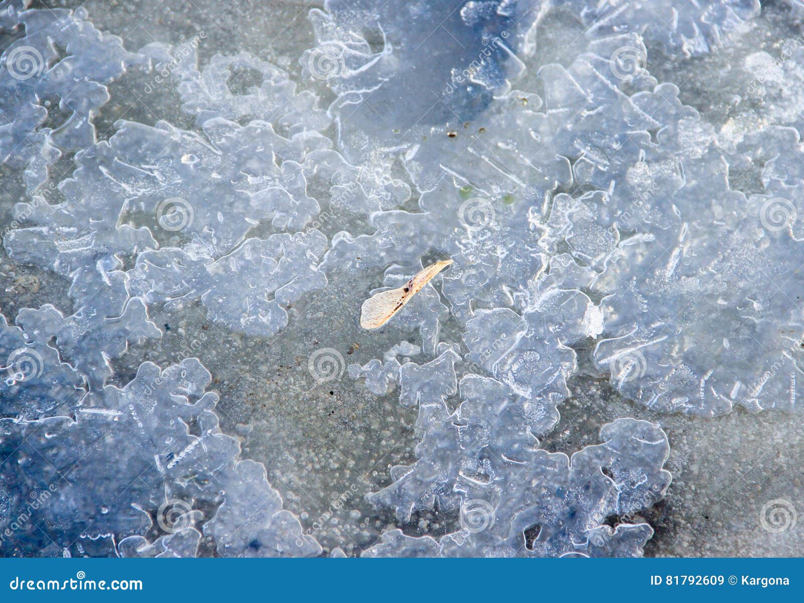 Frozen Puddle Winged Seed Covered Ice Stock Photos - Free & Royalty ...