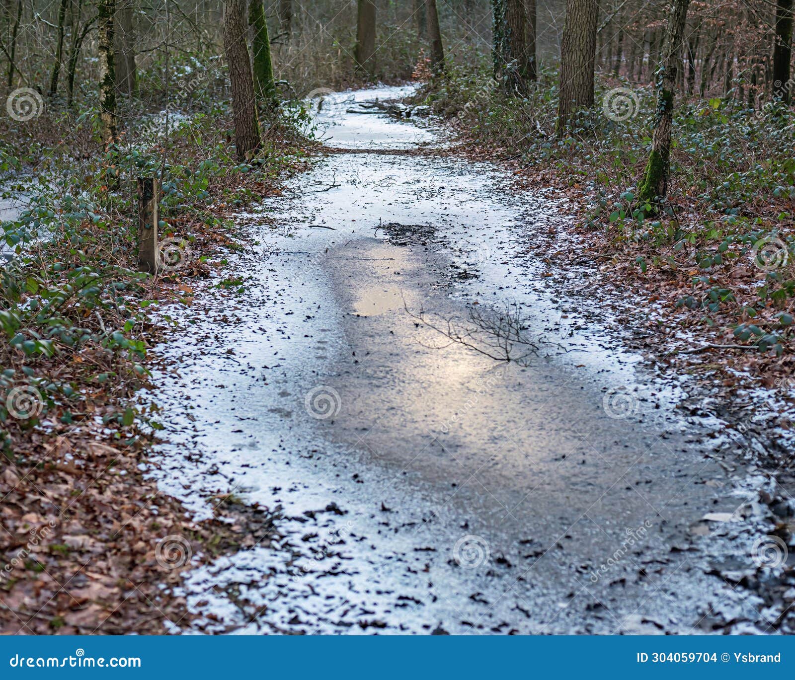 Frozen Puddles with Some Snow on a Forest Path. Stock Photo - Image of ...