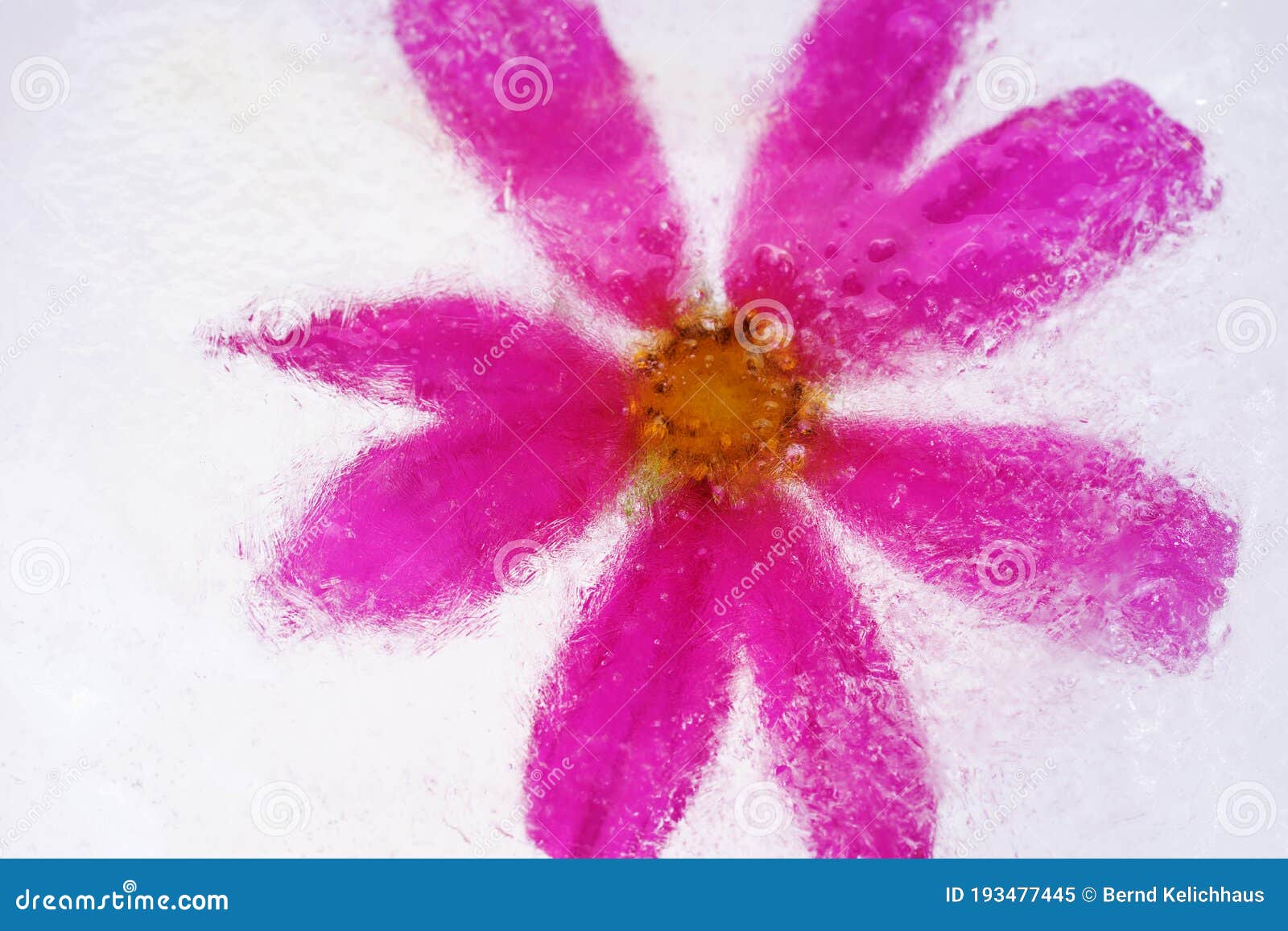 Frozen Purple Bloom of a Flower in the Ice Stock Image - Image of ...