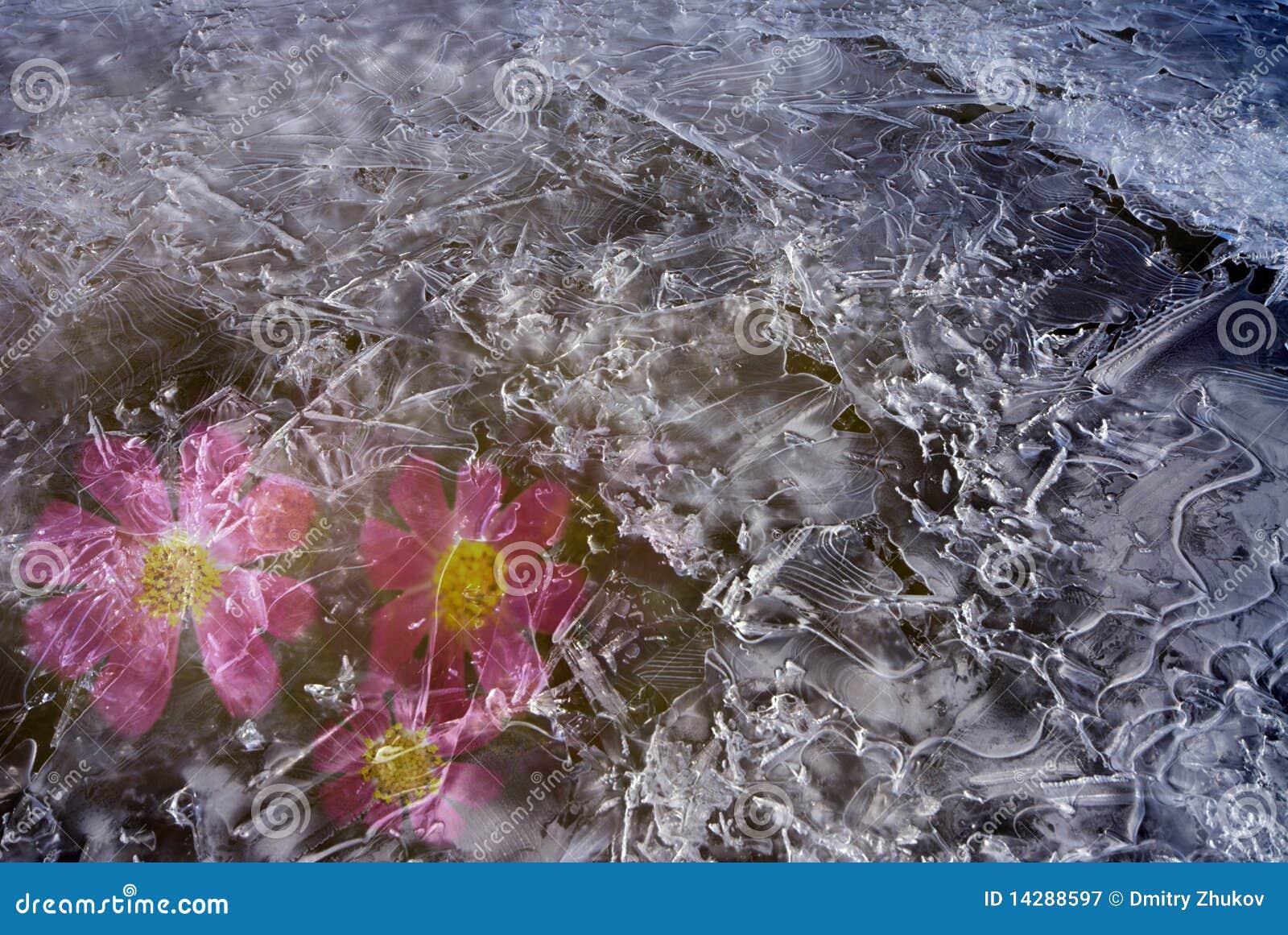 The frozen purple flowers stock image. Image of revival - 14288597