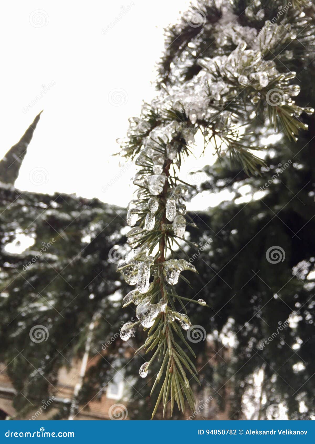 Frozen Rain Drops on a Fir Branch Stock Photo - Image of beautiful ...