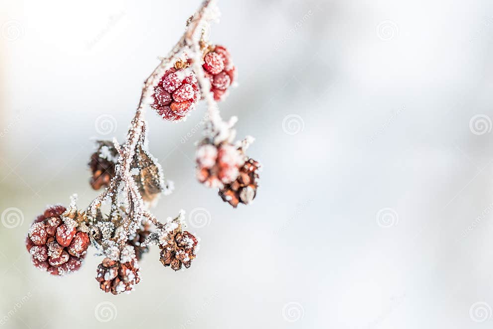 Frozen Raspberries with Ice Crystals Stock Image - Image of berry ...