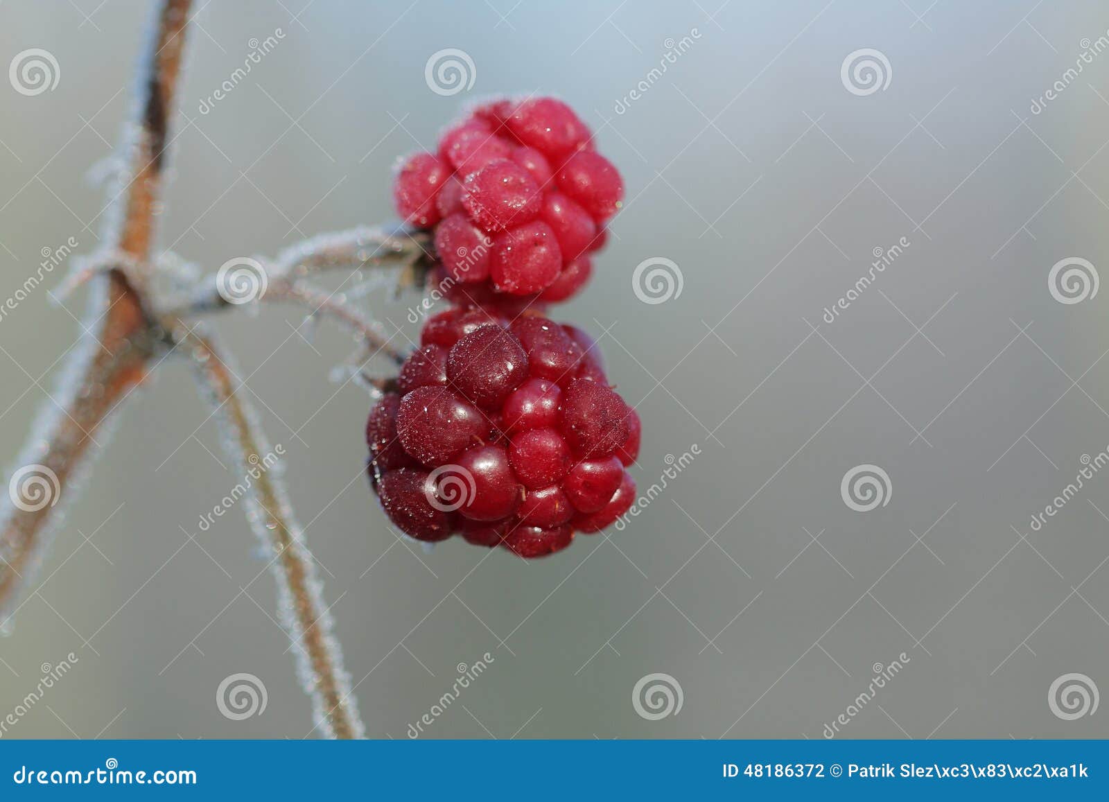 Frozen Raspberry in December Sun Morning Stock Photo - Image of freeze ...