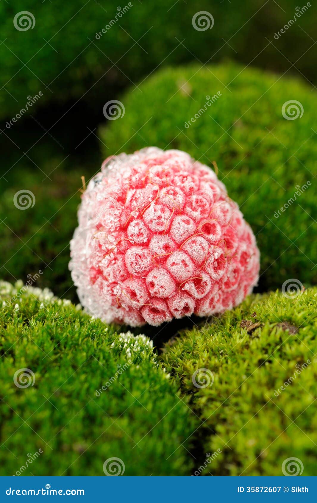 Frozen Raspberry on Green Moss Close-Up Stock Image - Image of ...