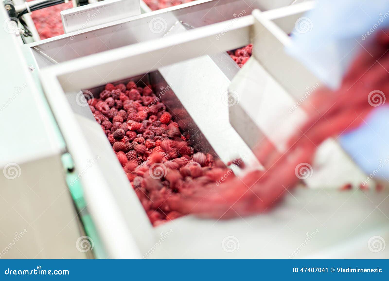 Frozen Raspberry Processing Business Stock Image - Image of food, hand ...