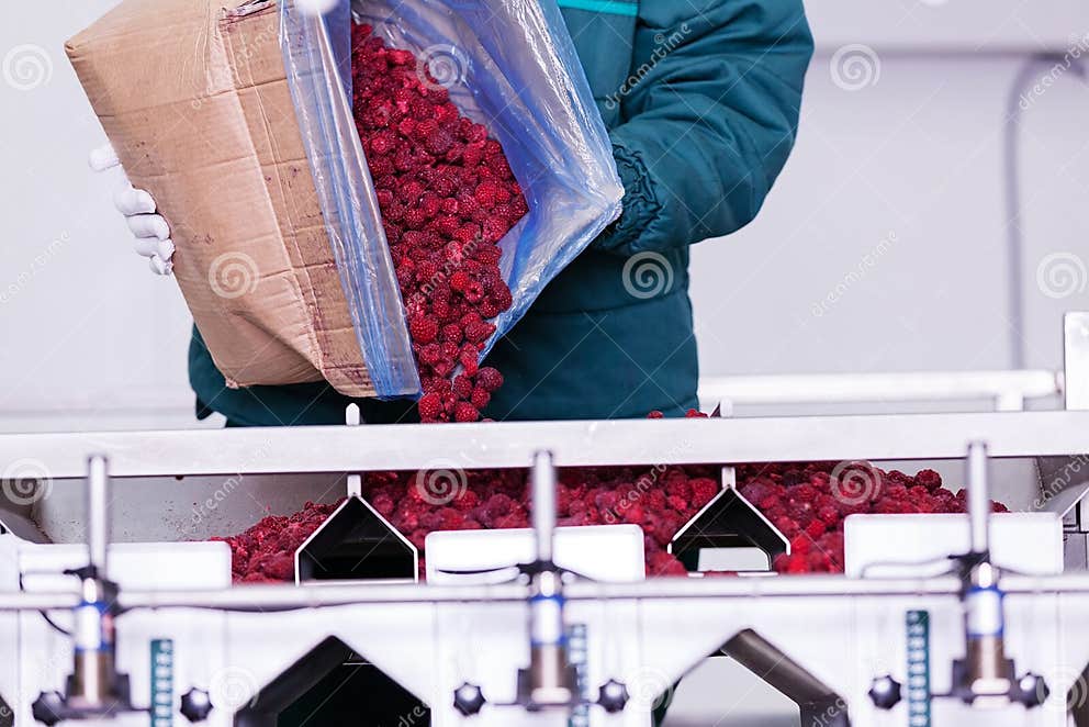 Frozen Raspberry Processing Business Stock Image - Image of frost ...