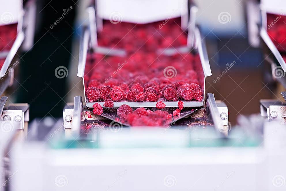 Frozen Raspberry Processing Business Stock Image - Image of freezer ...