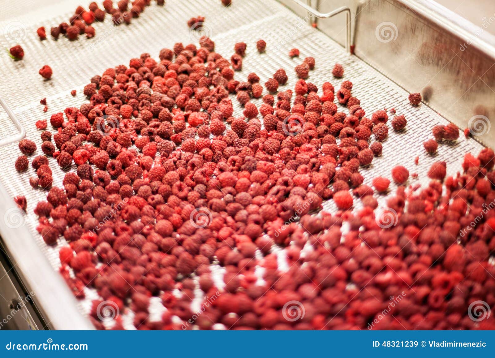 Frozen Raspberry Processing Business Stock Image - Image of nature ...