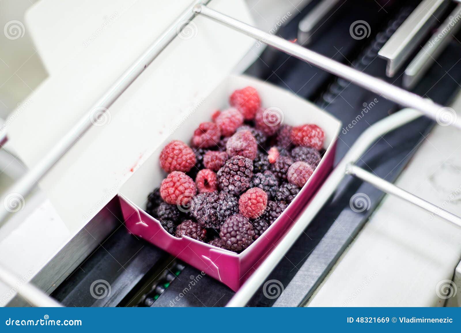 Frozen Raspberry Processing Business Stock Image - Image of chile ...