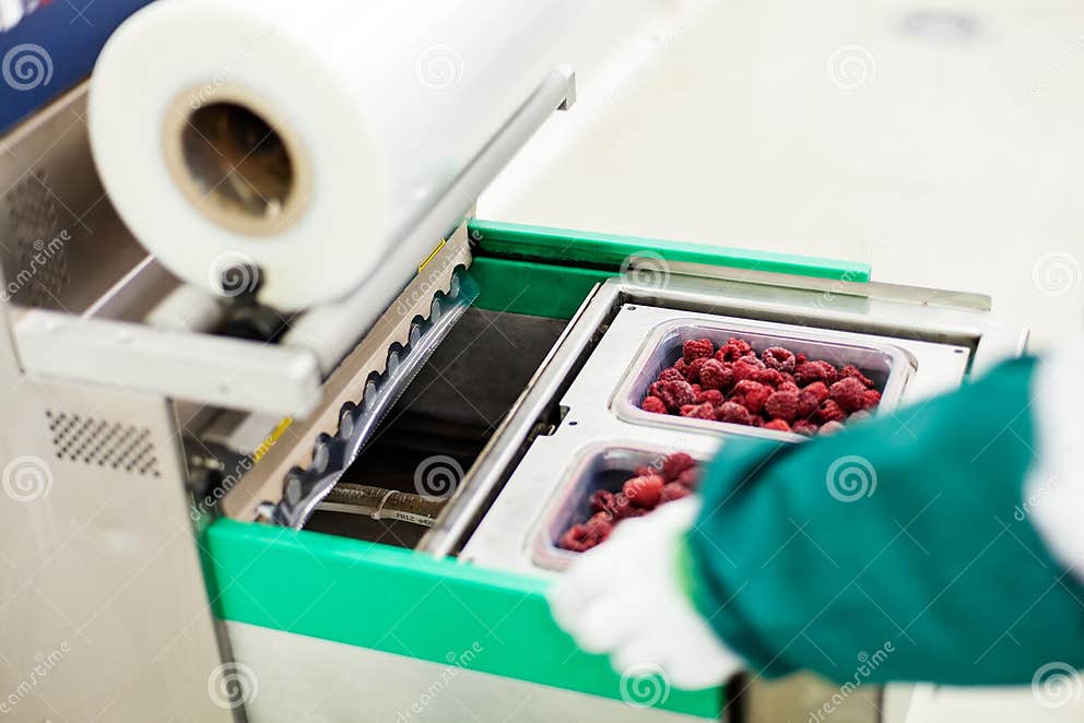 Frozen Raspberry Processing Business Stock Image - Image of nature ...