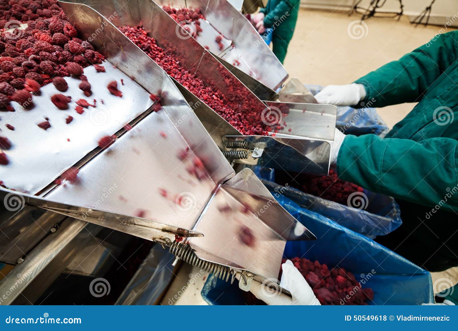 Frozen Raspberry Processing Business Stock Photo - Image of nature ...