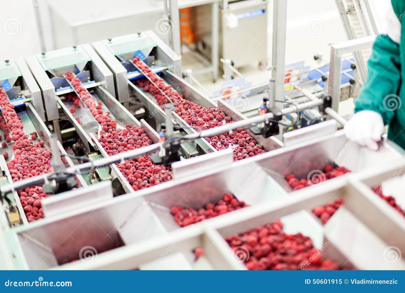 Frozen Raspberry Processing Business Stock Image - Image of harvest ...