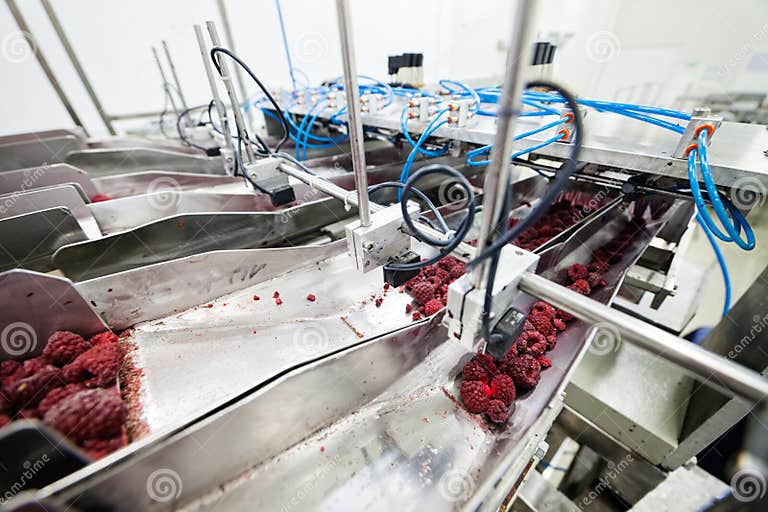 Frozen Raspberry Processing Business Stock Image - Image of hand ...