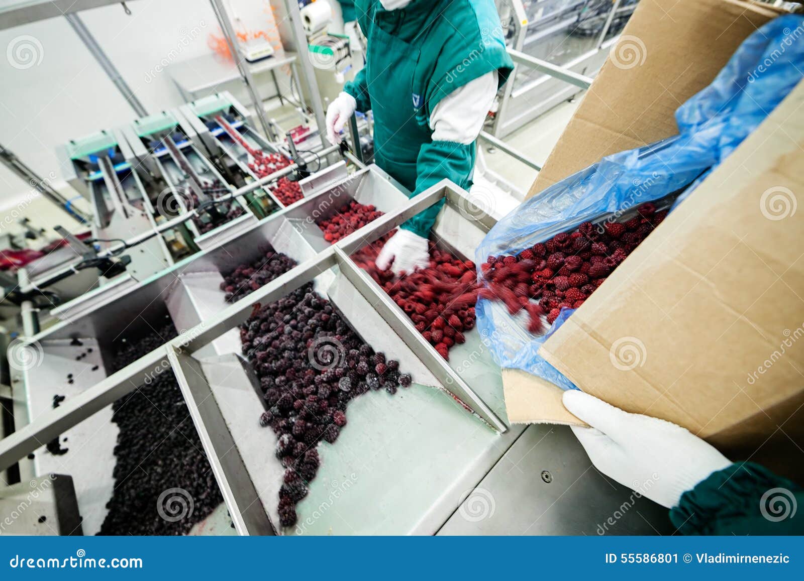 Frozen Raspberry Processing Business Stock Image - Image of chile ...