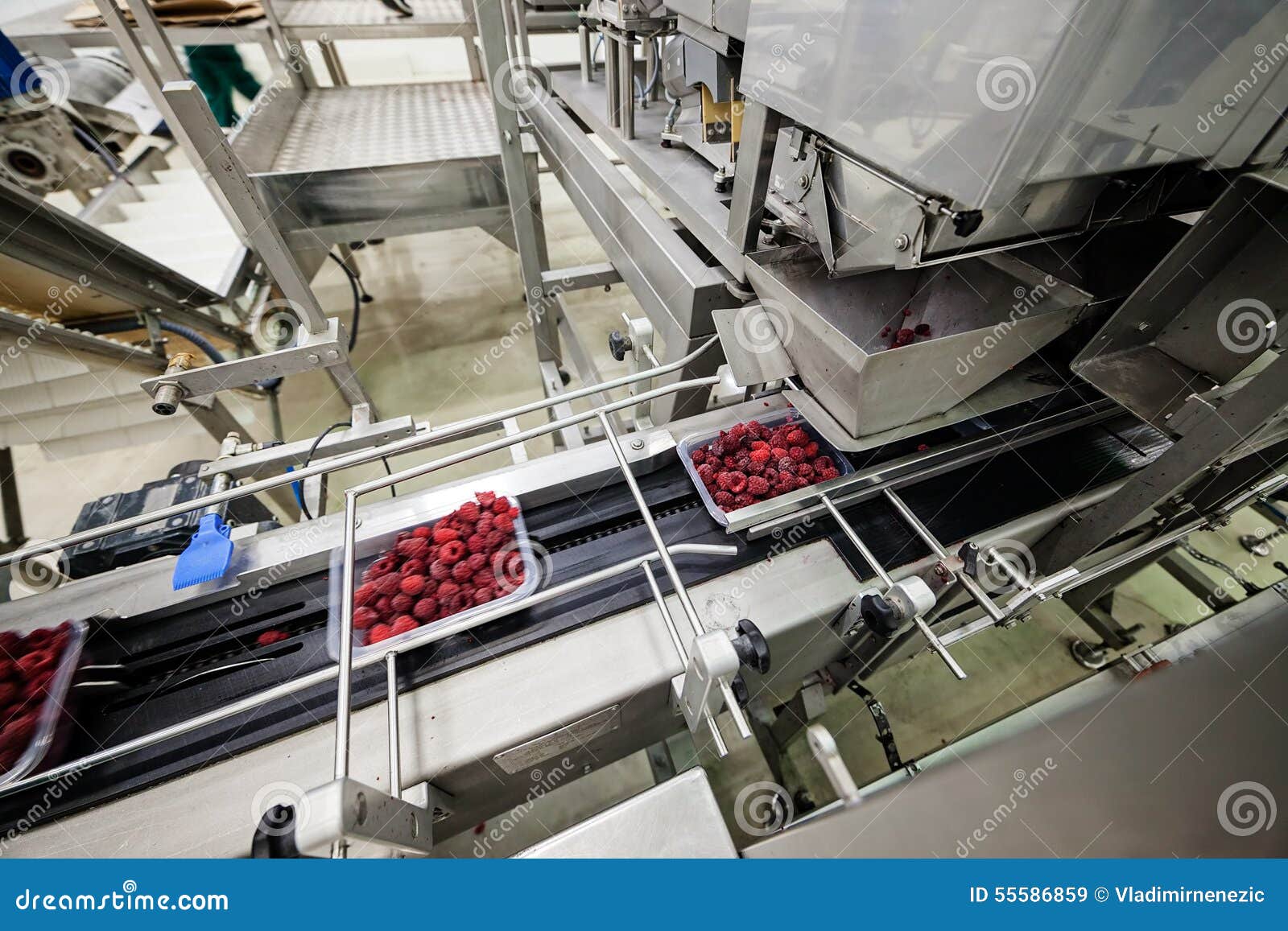 Frozen Raspberry Processing Business Stock Image - Image of fresh ...
