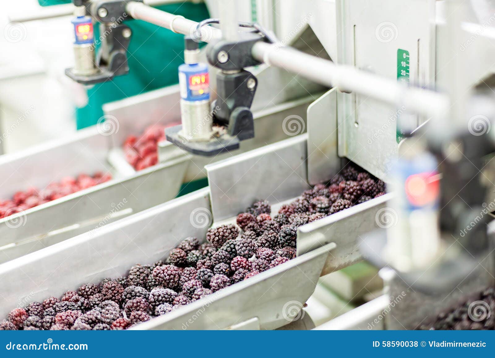 Frozen Raspberry Processing Business Stock Photo - Image of industry ...