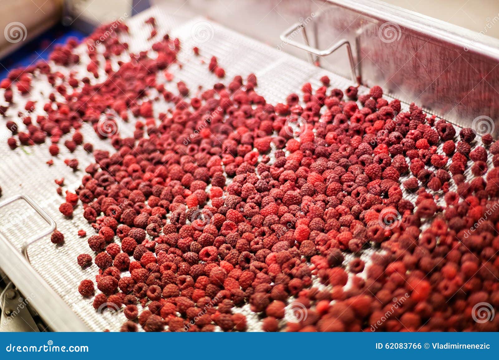 Frozen Raspberry Processing Business Stock Photo - Image of ...