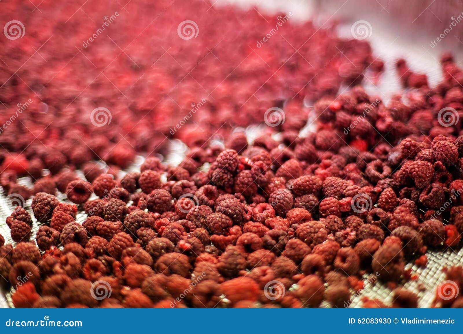 Frozen Raspberry Processing Business Stock Photo - Image of healthy ...