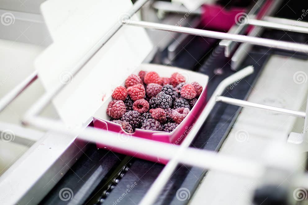 Frozen Raspberry Processing Business Stock Image - Image of packing ...
