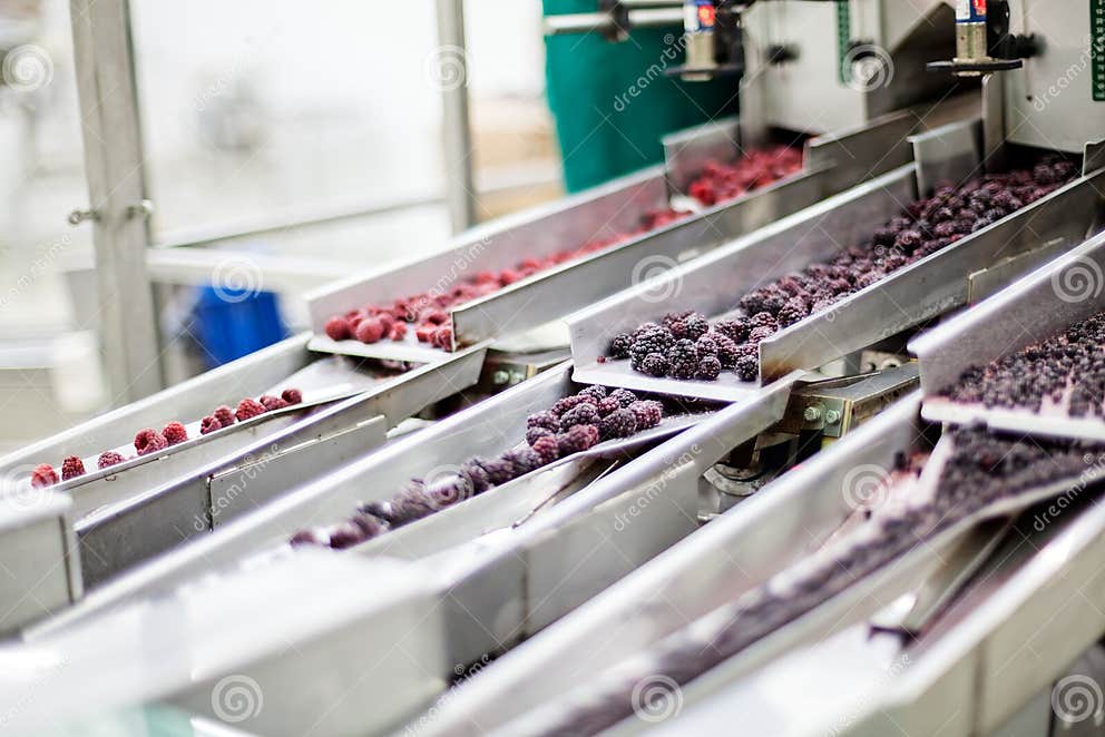 Frozen Raspberry Processing Business Stock Photo - Image of nature ...
