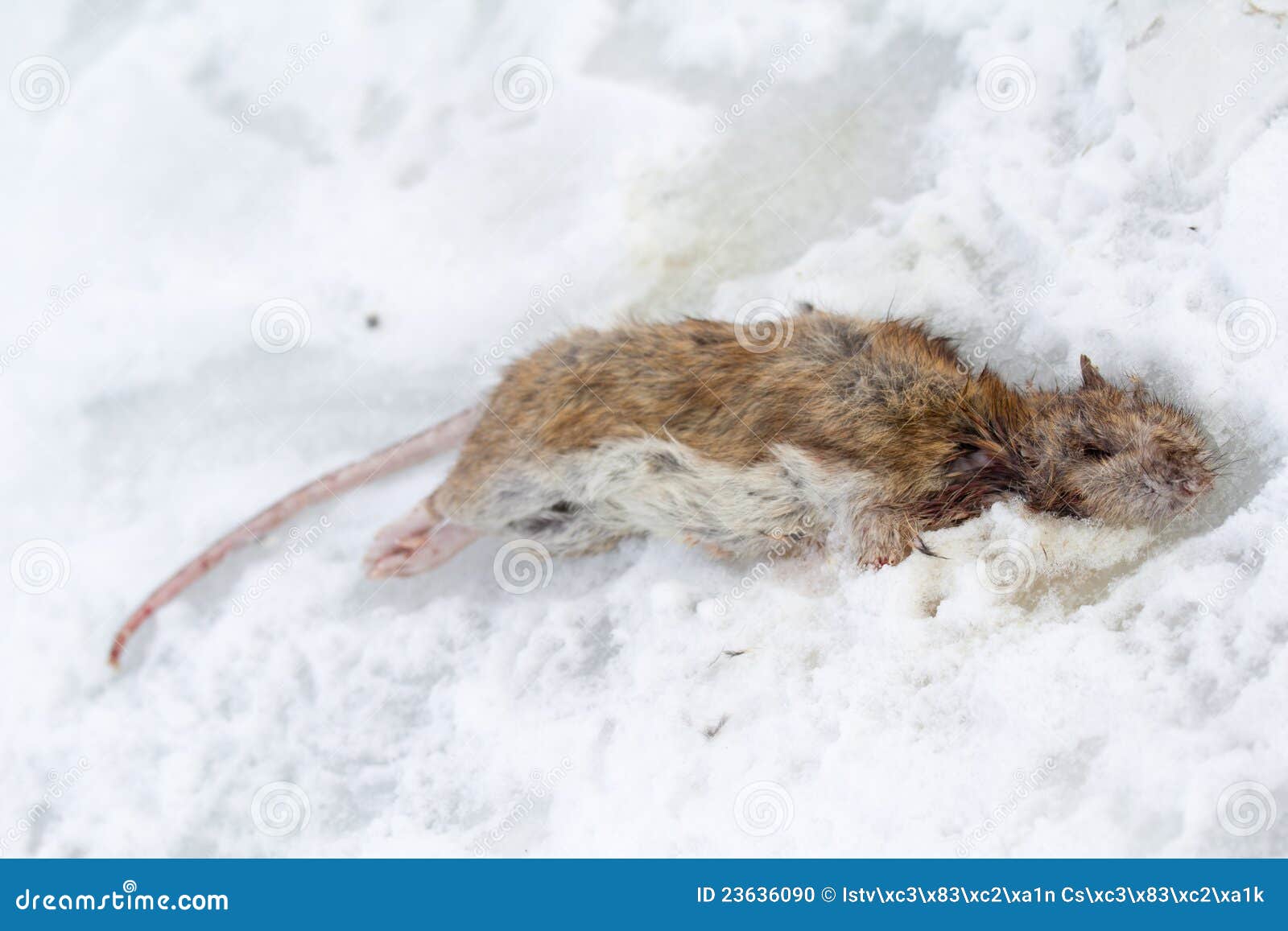 Frozen rat stock photo. Image of bone, frost, decompose - 23636090