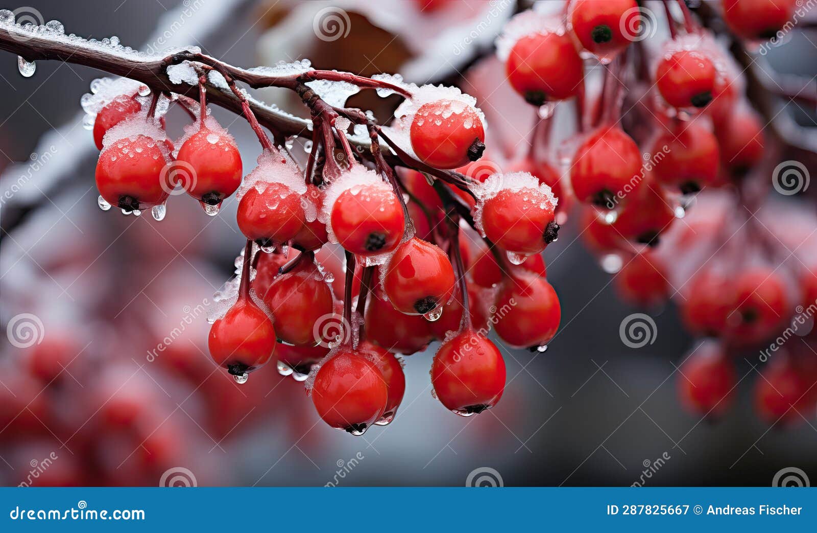 Frozen Red Berries on a Branch, on a Blurred Background. Stock Image ...