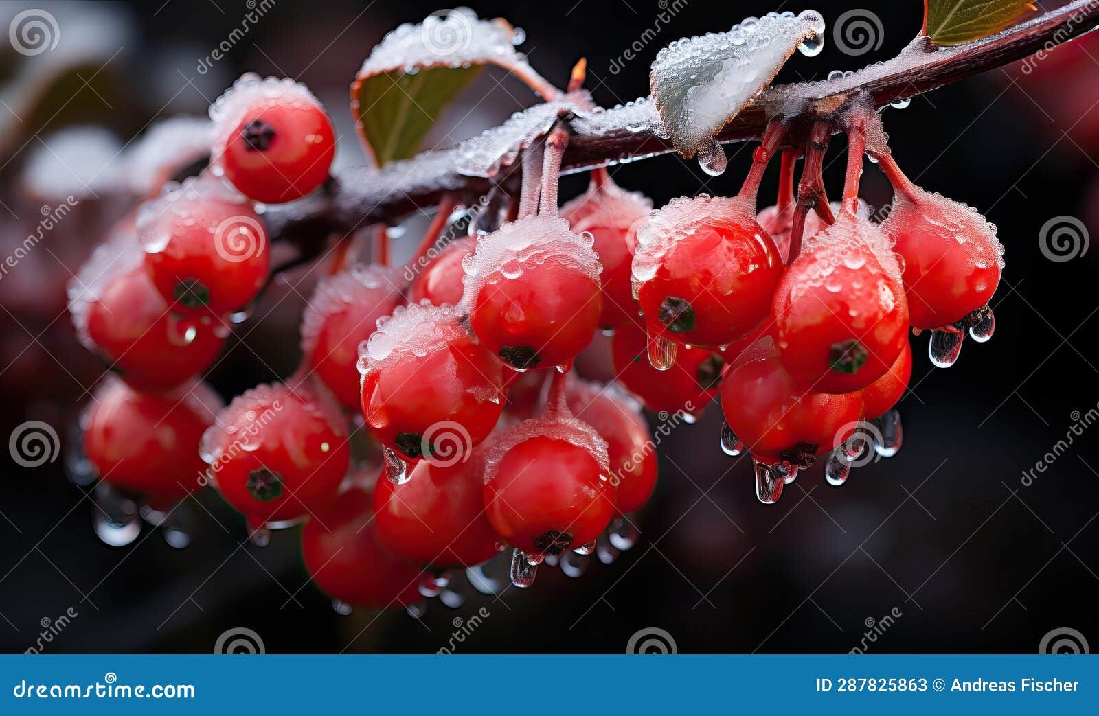 Frozen Red Berries on a Branch, on a Blurred Background. Stock Image ...