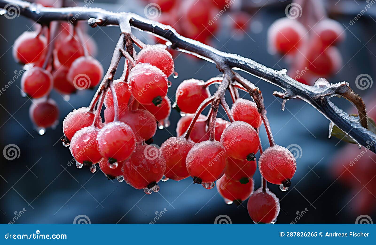 Frozen Red Berries on a Branch, on a Blurred Background. Stock Image ...