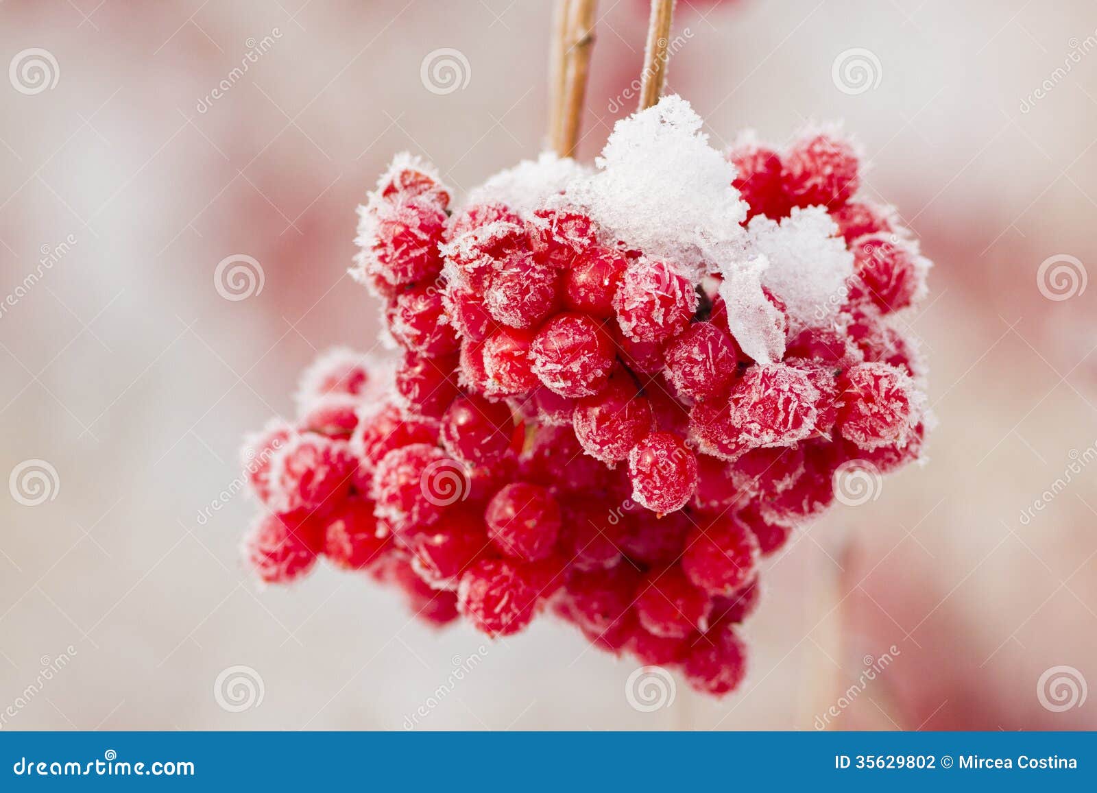 Frozen red berries stock photo. Image of detail, fruits - 35629802