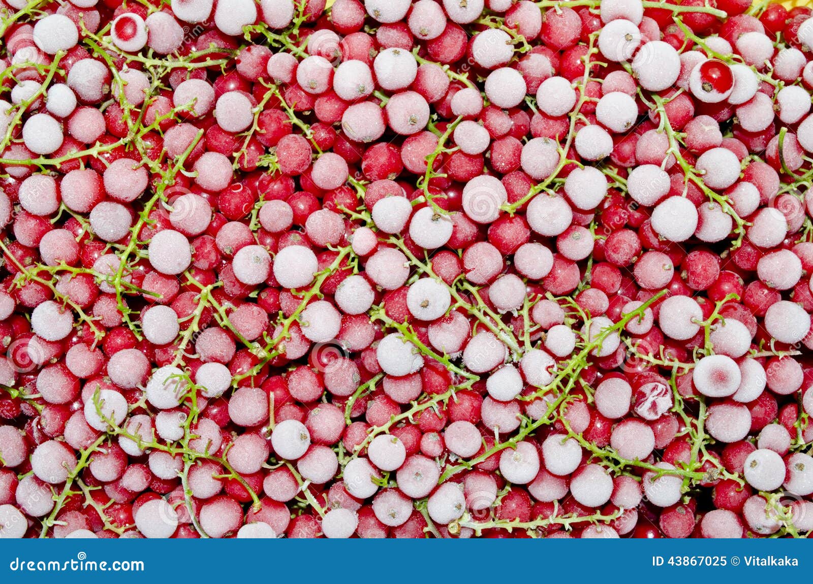Frozen red currant stock image. Image of leaf, fresh - 43867025