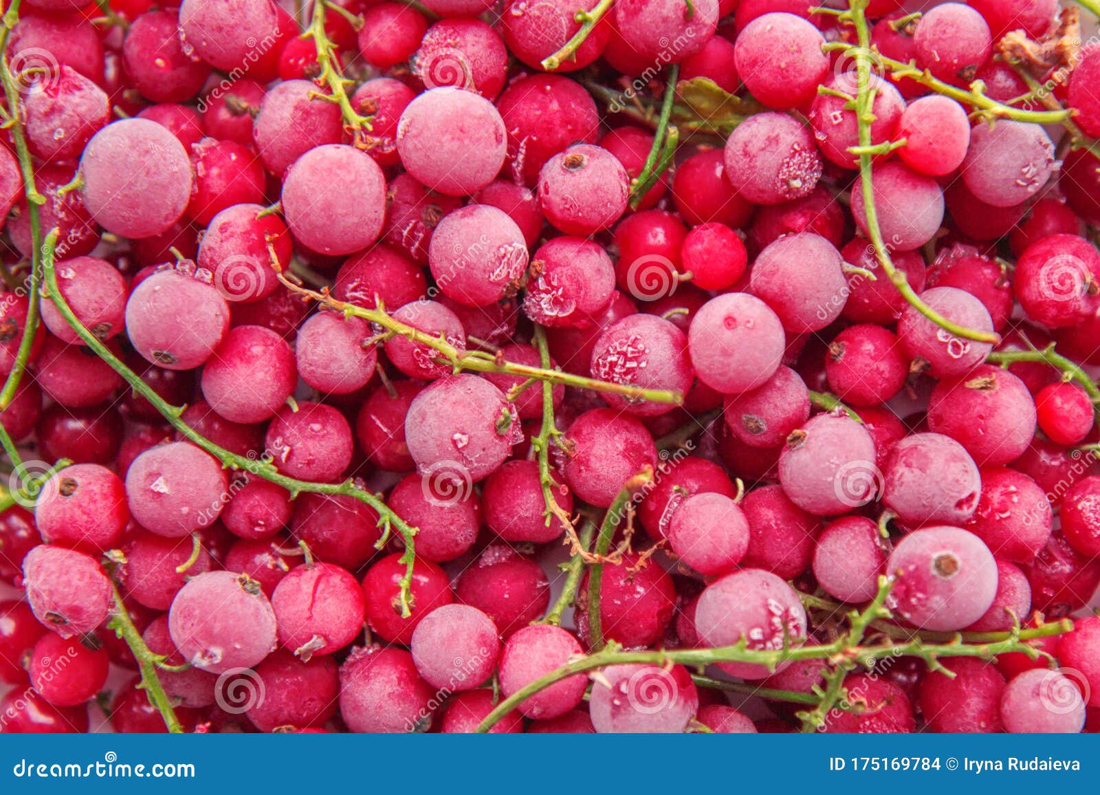 Frozen red currant stock photo. Image of currant, delicious - 175169784