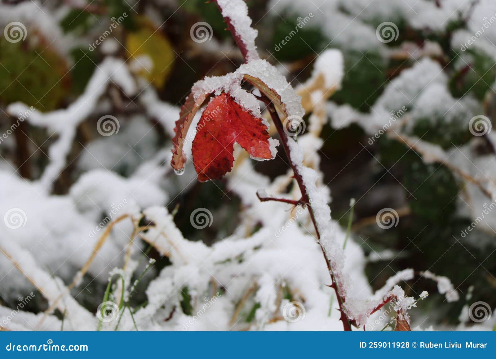 Frozen red Flower stock photo. Image of flower, frozen - 259011928