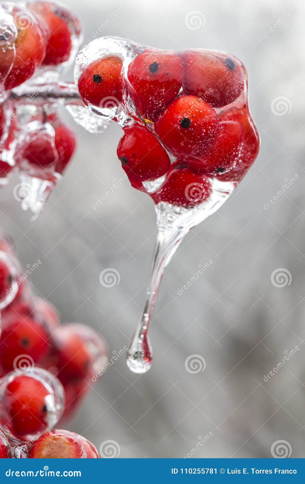 The Frozen Red Fruit stock image. Image of hoarfrost - 110255781