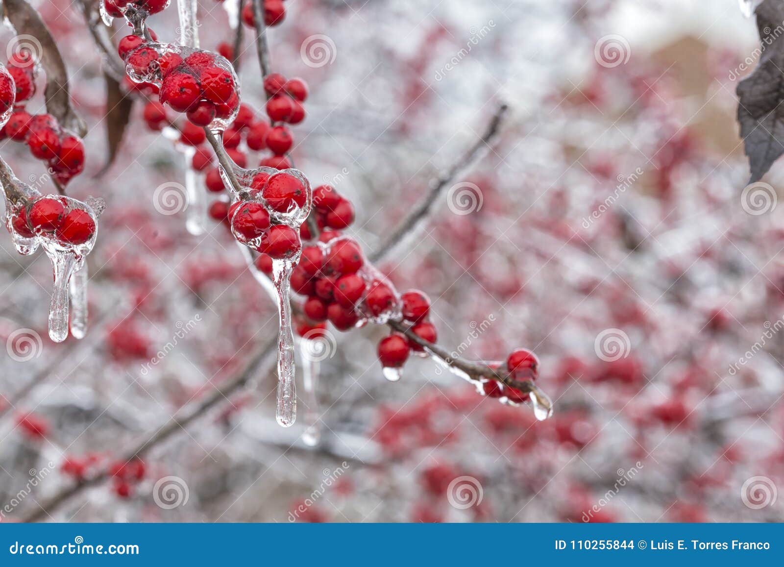 The Frozen Red Fruit stock photo. Image of closeup, autumn - 110255844