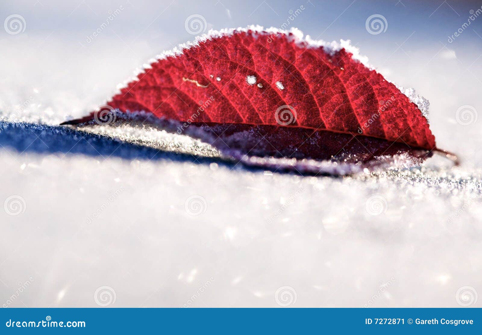 Frozen red leaf in snow stock image. Image of snowy, chilly - 7272871
