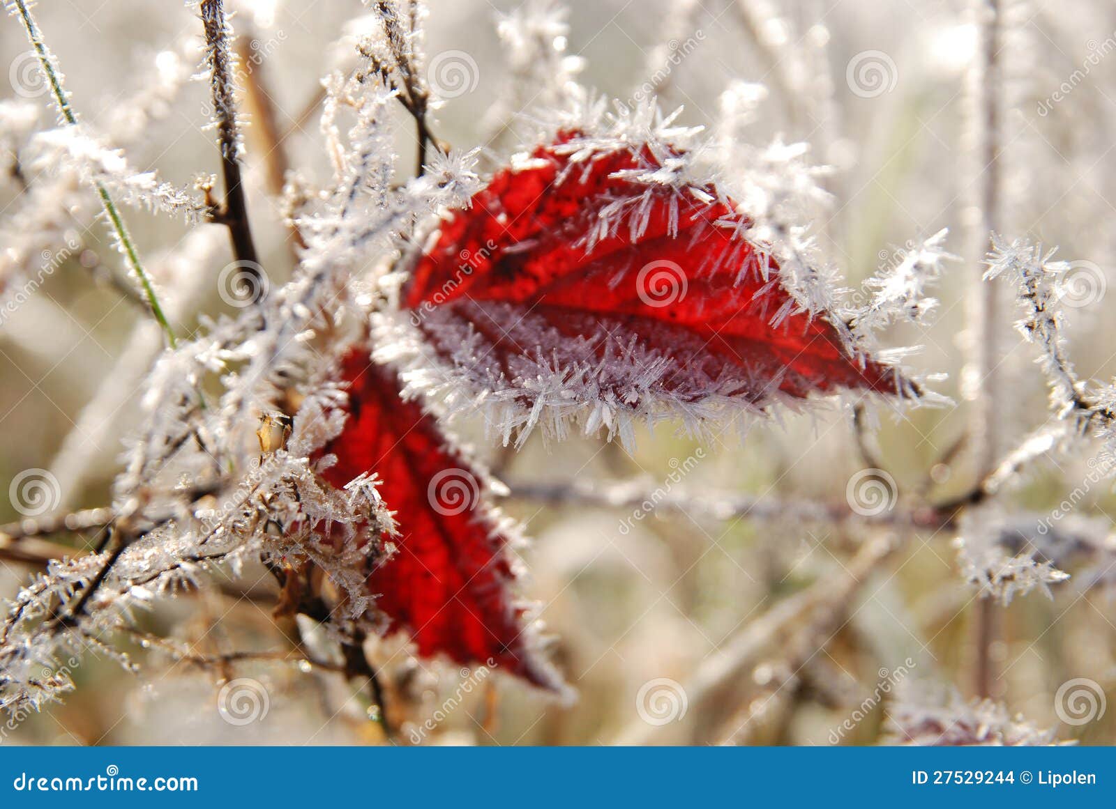 Frozen Red Leaves in Autumn Stock Photo - Image of stems, bright: 27529244