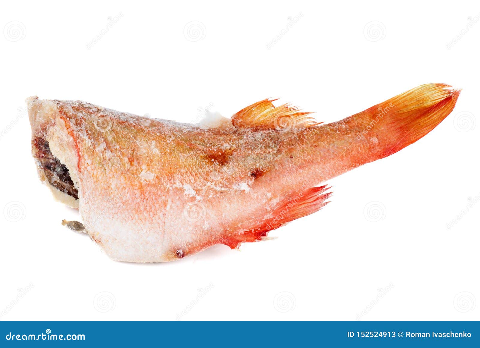 Frozen red perch stock image. Image of rockfish, healthy - 152524913