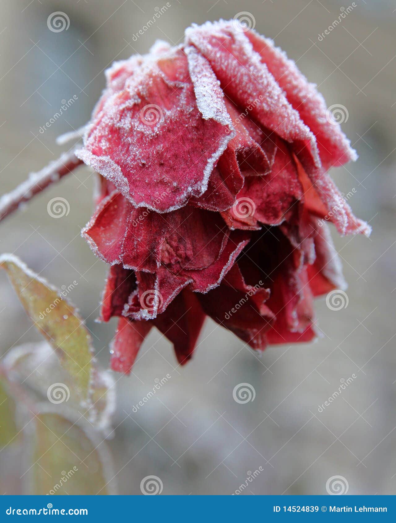 Frozen red rose stock image. Image of heart, crystal - 14524839