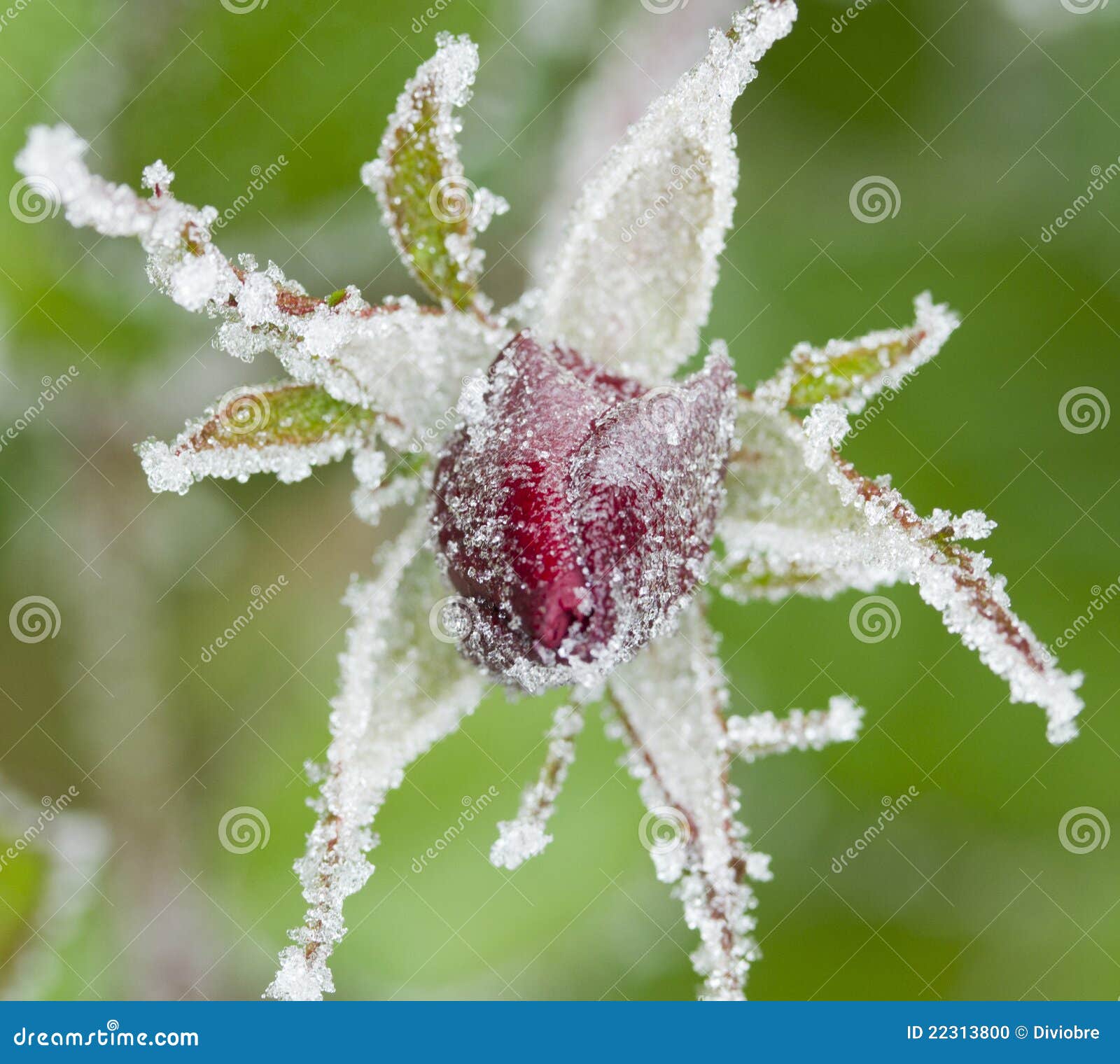 Frozen red rose stock photo. Image of macro, single, nature - 22313800
