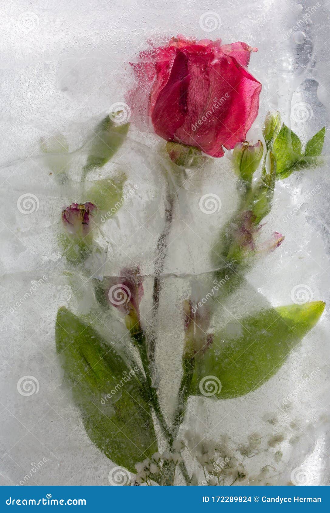Frozen red rose stock photo. Image of holiday, background - 172289824